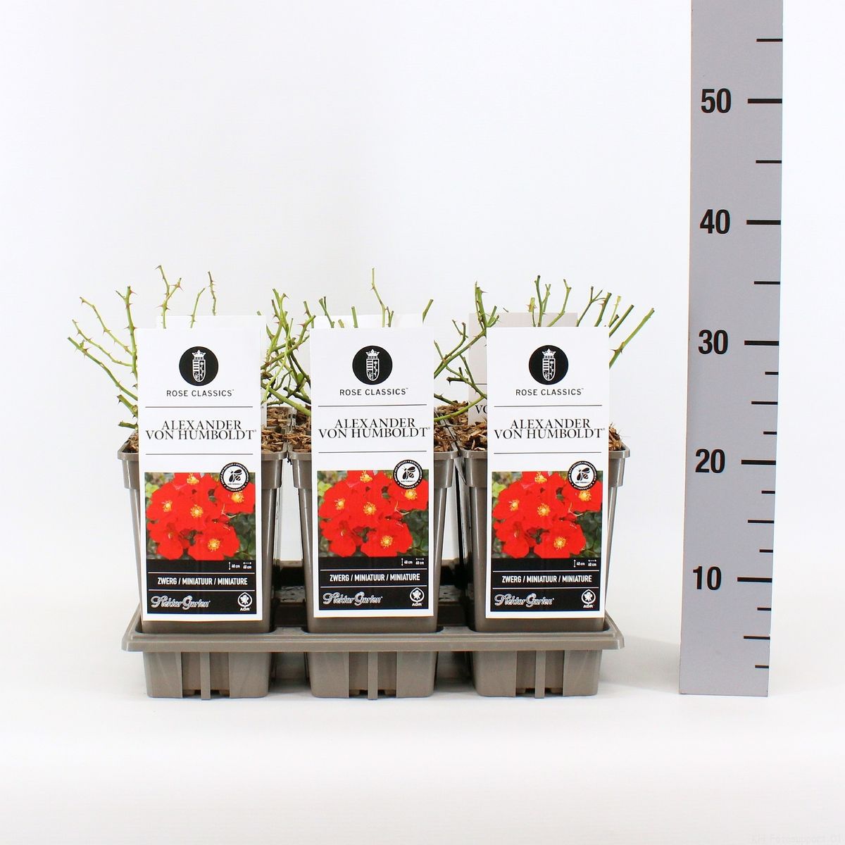 Rosa ALEXANDER VON HUMBOLDT — Plant Wholesale FlorAccess