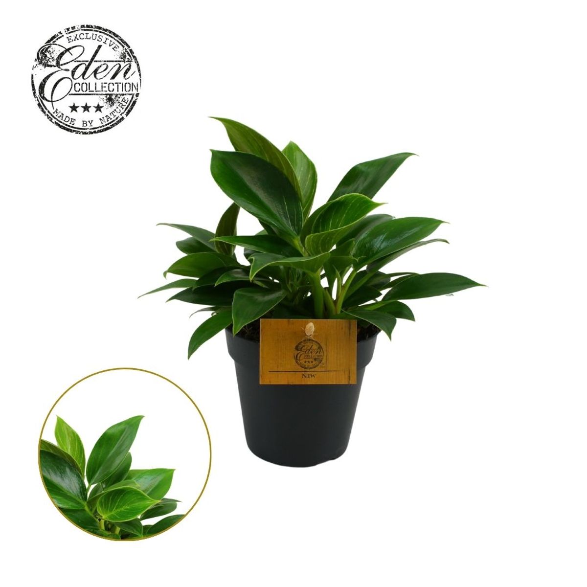 Philodendron erubescens — Plant Wholesale FlorAccess
