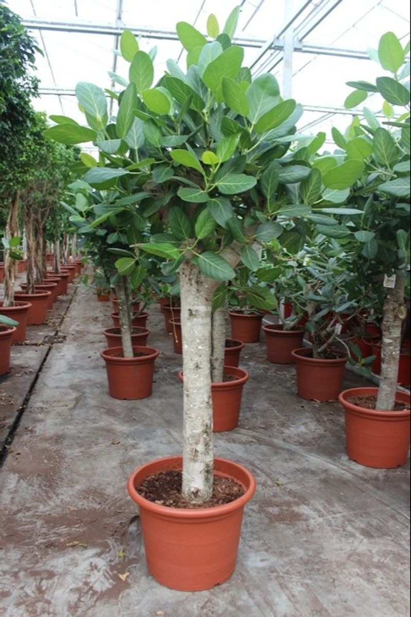 Ficus benghalensis — Plant Wholesale FlorAccess