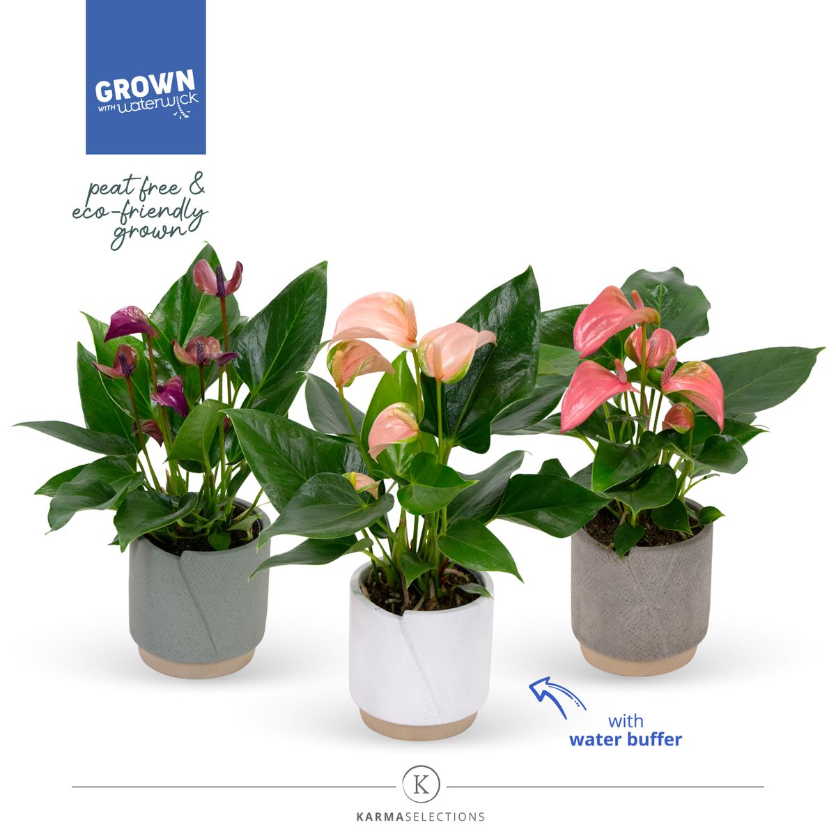 Anthurium MIX — Plant Wholesale FlorAccess