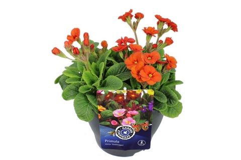 Primula 'Smiley Late Marmelade' — Рослини оптом FlorAccess