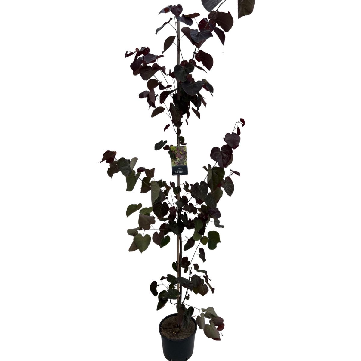Cercis canadensis 'Merlot' — Plant Wholesale FlorAccess