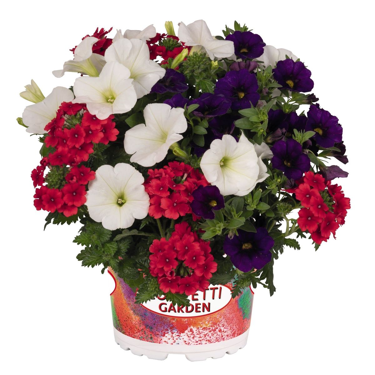Bedding plants MIX IN POT — Plant Wholesale FlorAccess