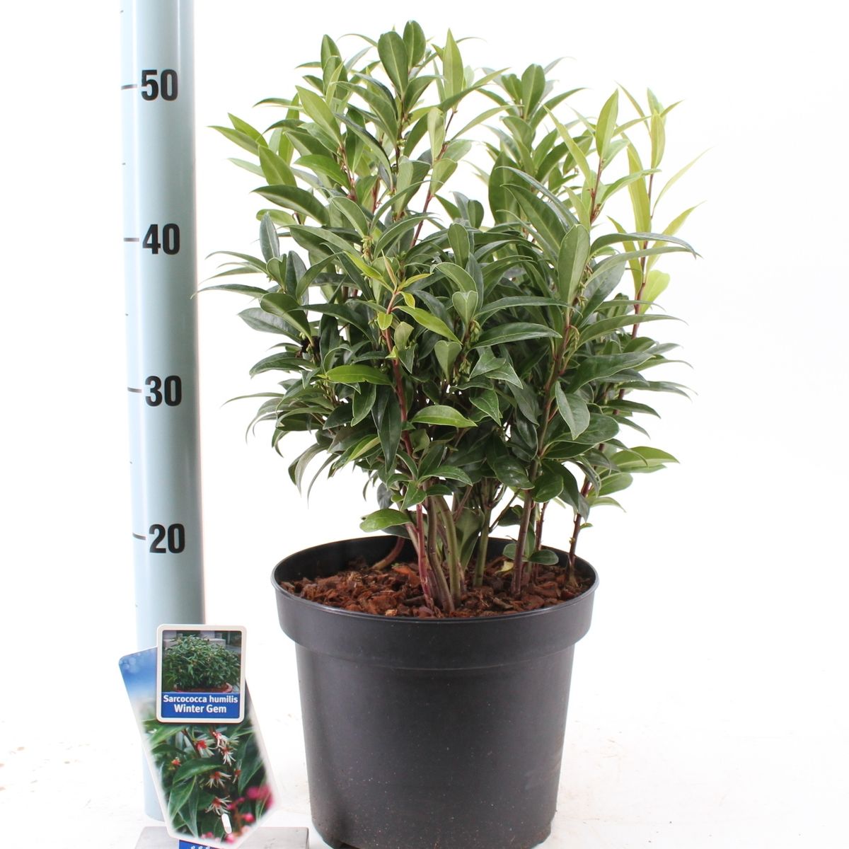 Sarcococca hookeriana WINTER GEM — Plant Wholesale FlorAccess