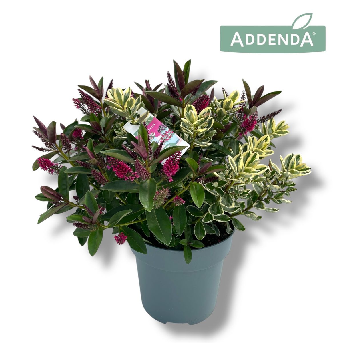 Hebe MIX IN POT — Plant Wholesale FlorAccess