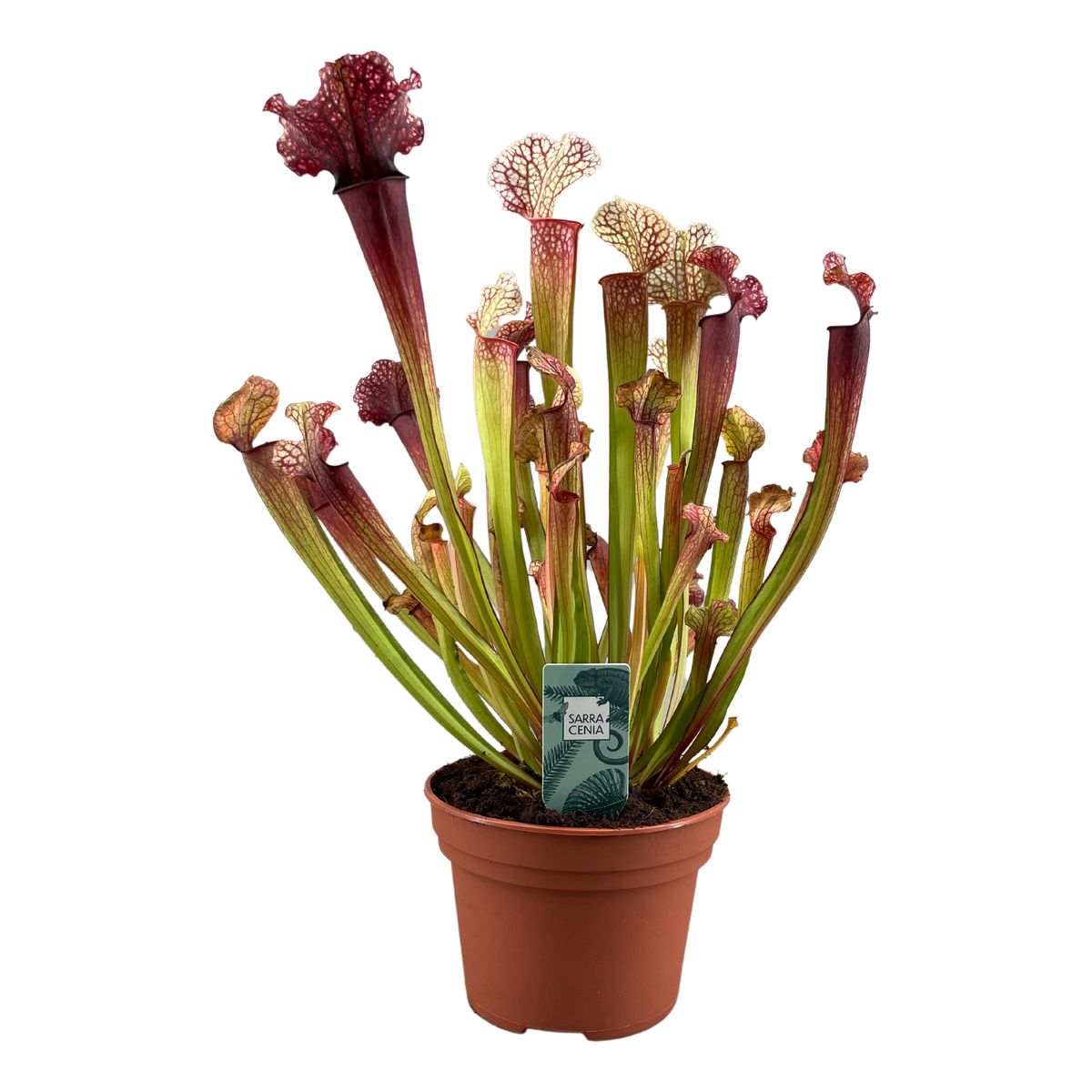 Sarracenia 'Judith Hindle' — Plant Wholesale FlorAccess Sarracenia 'Judith Hindle' — Plant Wholesale FlorAccess