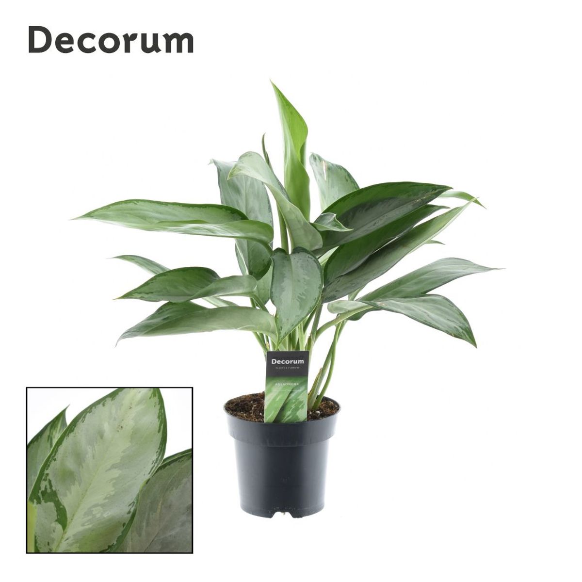 Aglaonema 'Silverado' — Mayorista de plantas FlorAccess