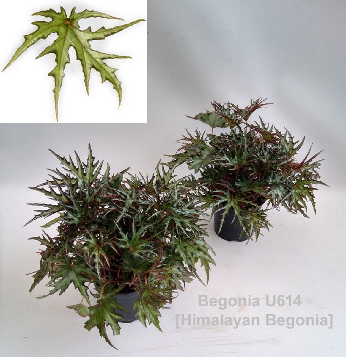 Begonia 'U614' — Plant Wholesale FlorAccess