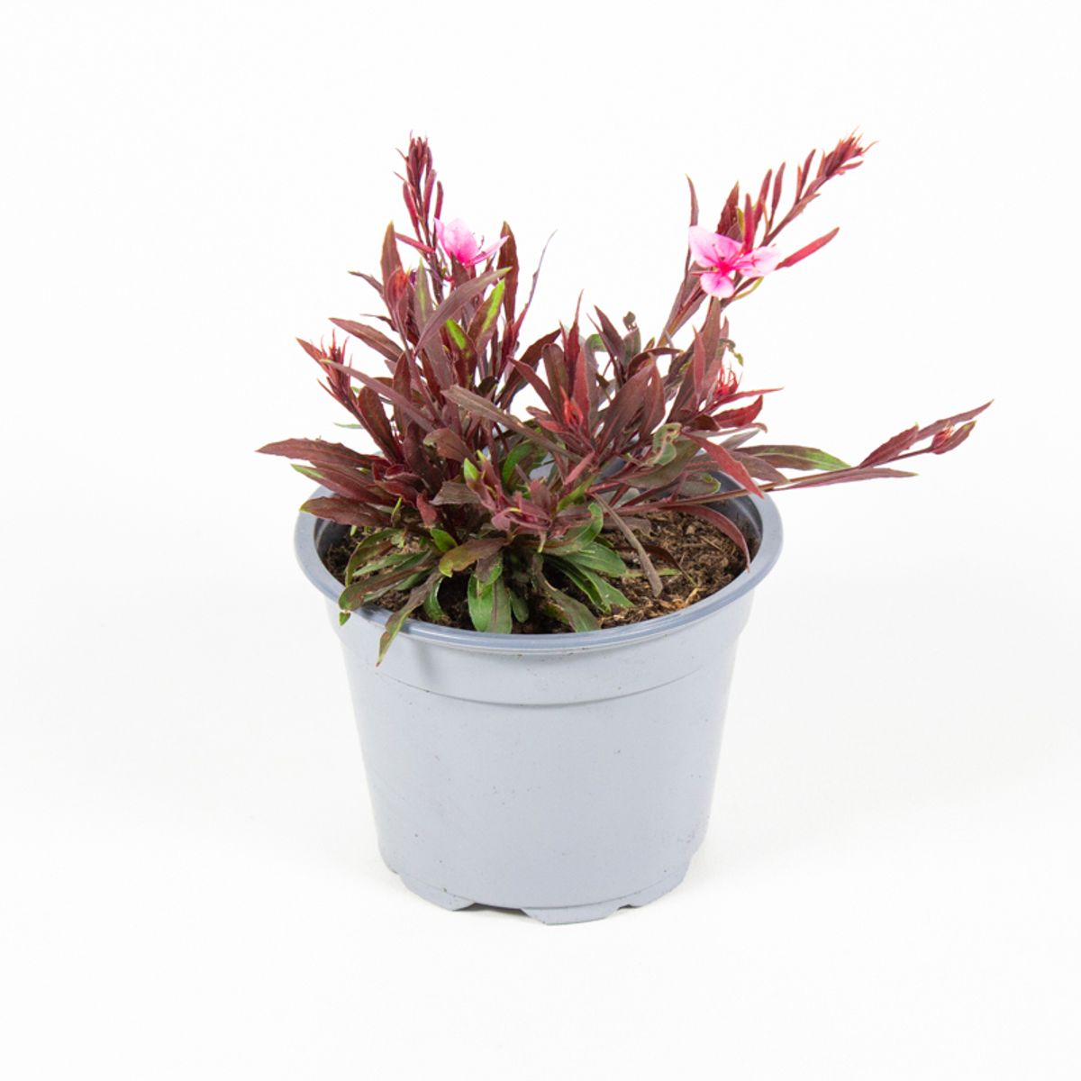 Gaura lindheimeri MIX — Plant Wholesale FlorAccess