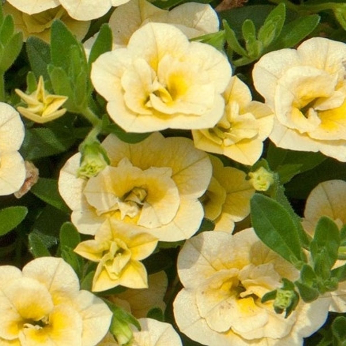 Calibrachoa MINIFAMOUS COMPACT DOUBLE YELLOW — Plant Wholesale FlorAccess