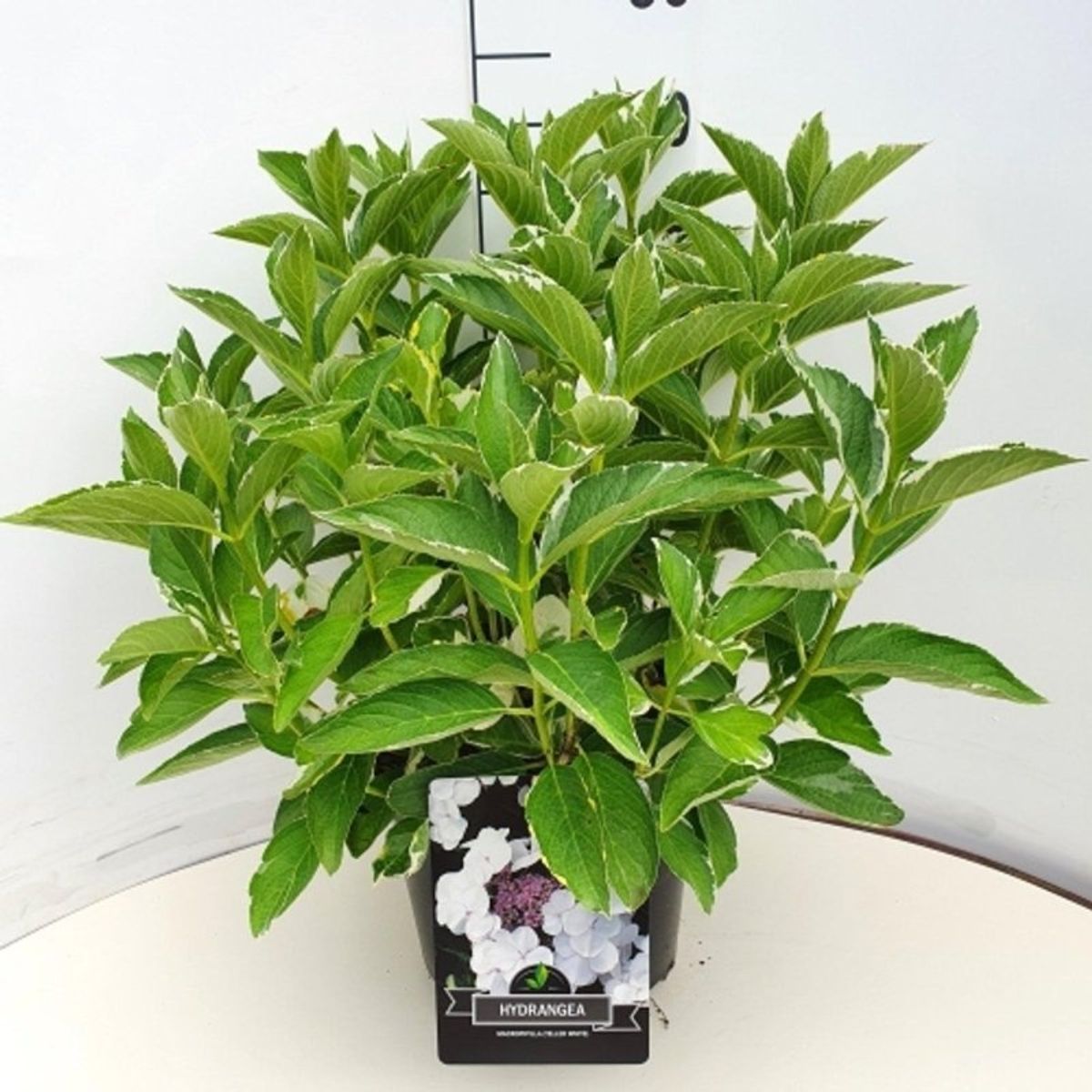 Hydrangea macrophylla 'Libelle' — Plant Wholesale FlorAccess