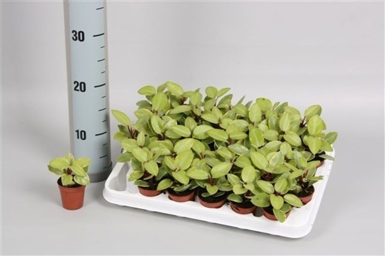 Peperomia 'Pixie Arenal' — Plant Wholesale FlorAccess