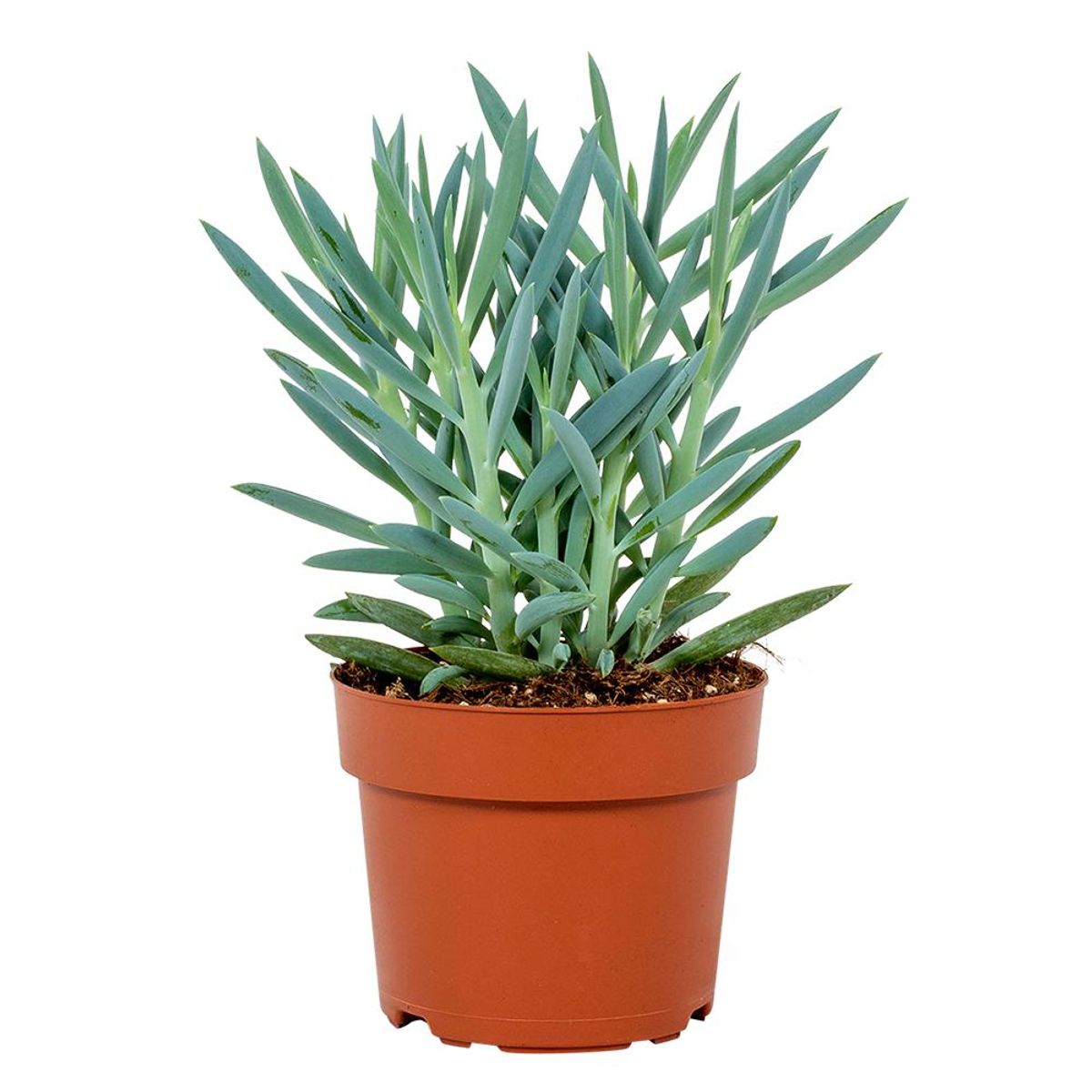 Curio Ficoides Mount Everest Plant Wholesale FlorAccess Curio Ficoides Mount Everest Plant Wholesale FlorAccess