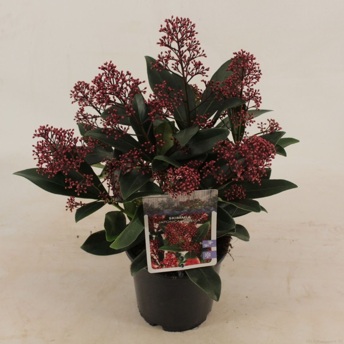 Skimmia japonica 'Rubella' — Plant Wholesale FlorAccess