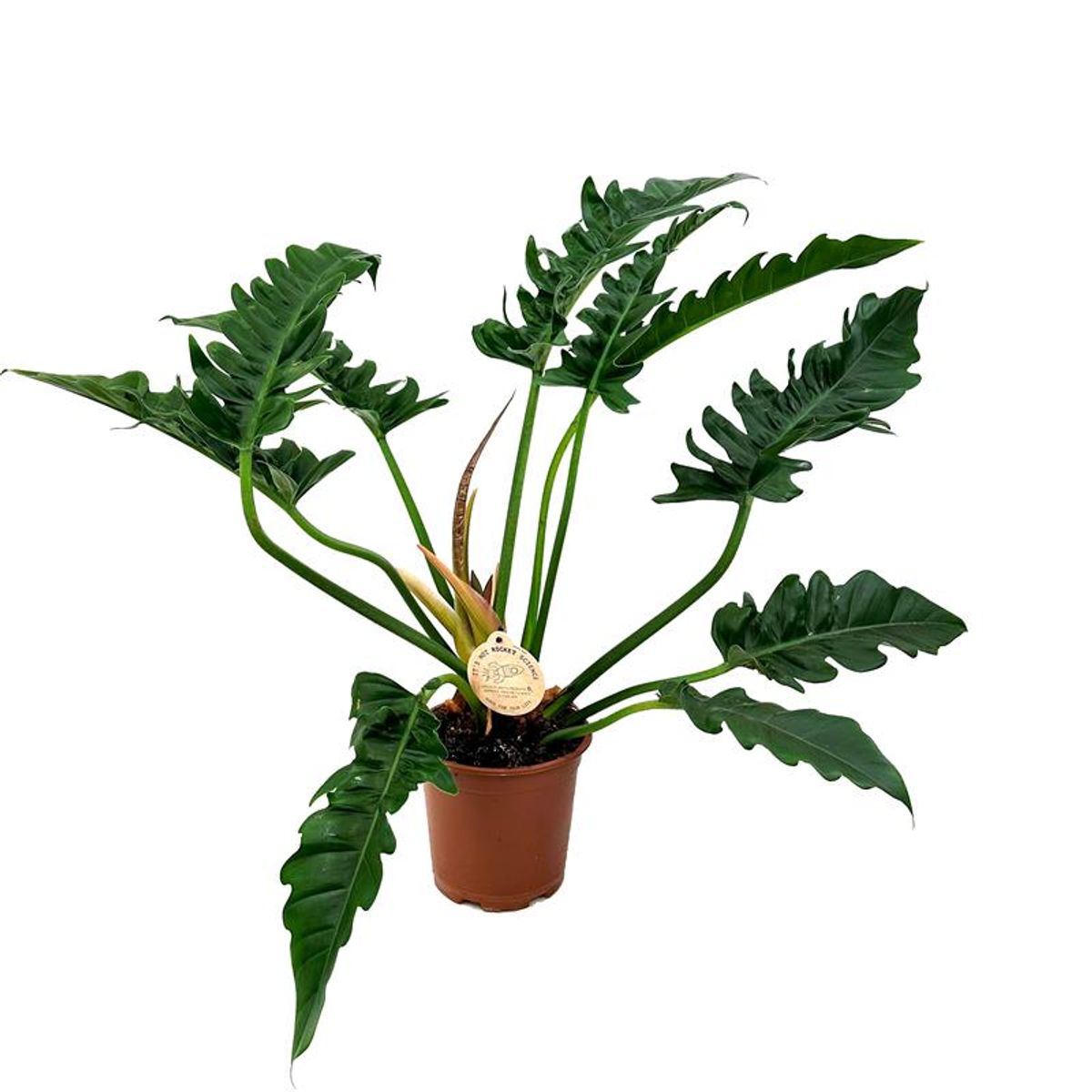 Philodendron 'Tiger Tooth' — Plant Wholesale FlorAccess