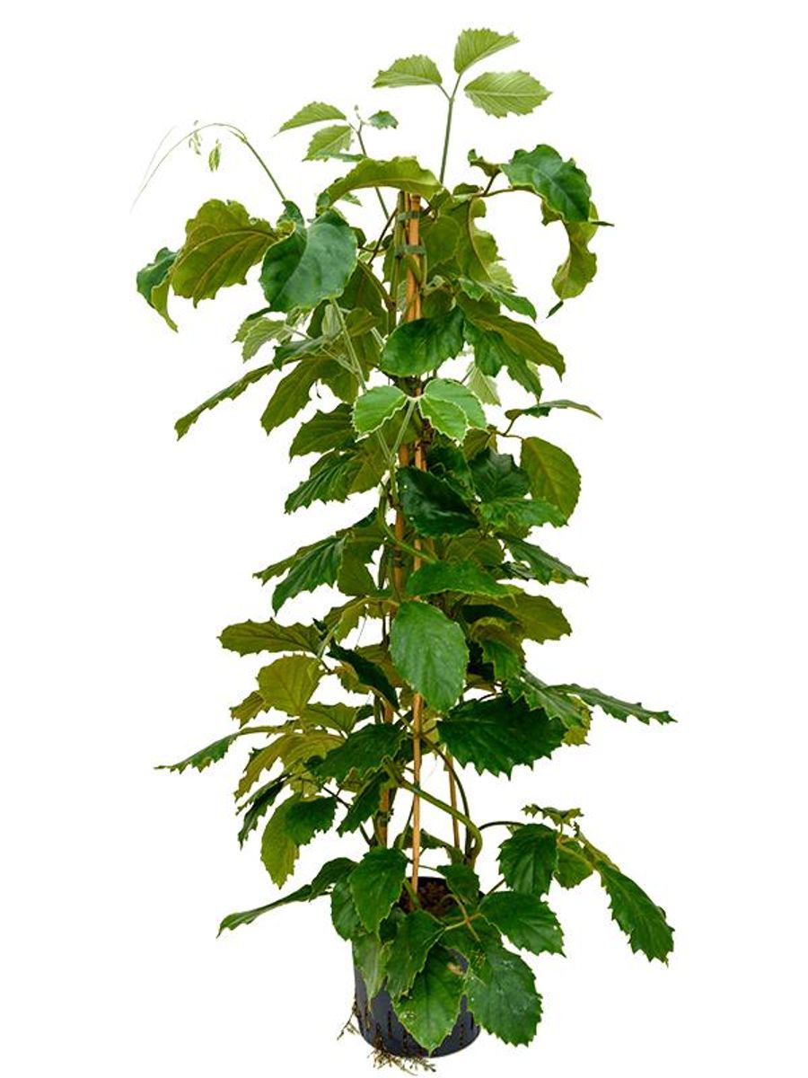 Tetrastigma voinierianum — Plant Wholesale FlorAccess