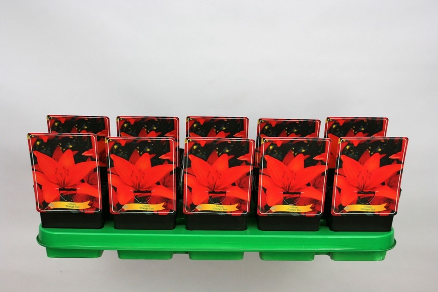 Lilium 'Orange Ton' — Plant Wholesale FlorAccess