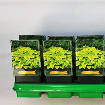 Hosta 'Velvet Moon' — Plant Wholesale FlorAccess