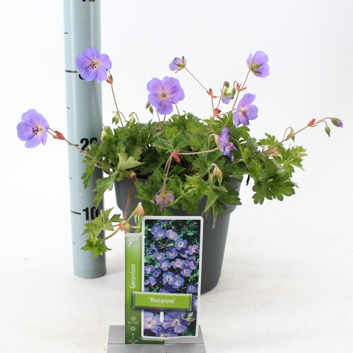 Geranium ROZANNE — Plant Wholesale FlorAccess