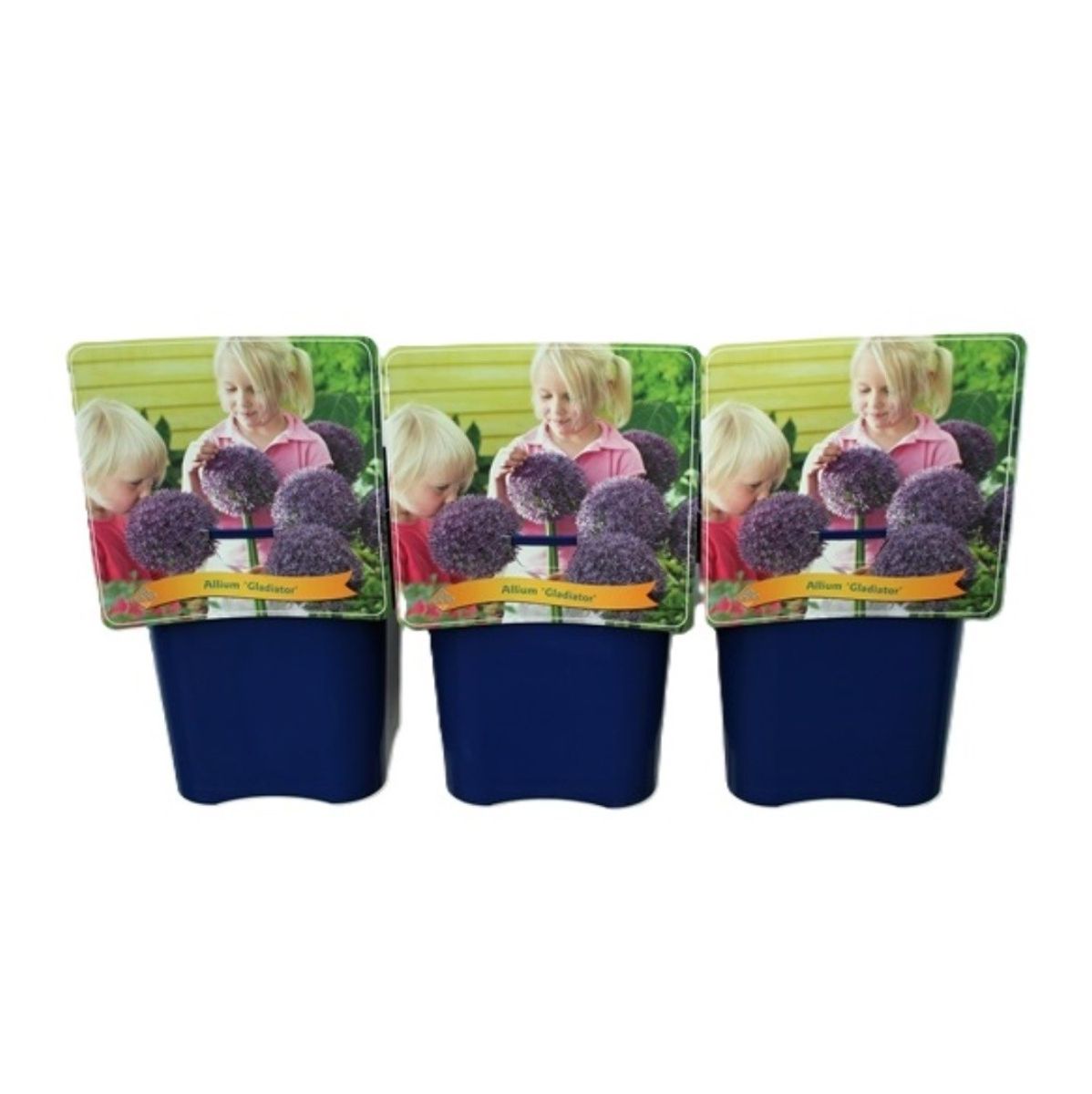 Allium 'Gladiator' — Plant Wholesale FlorAccess