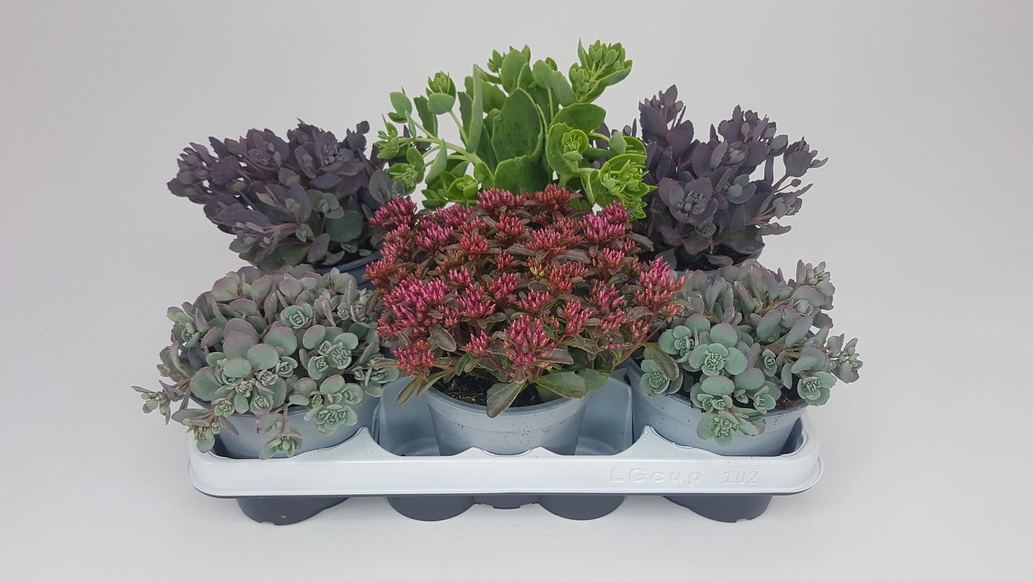 Sedum MIX — Plant Wholesale FlorAccess