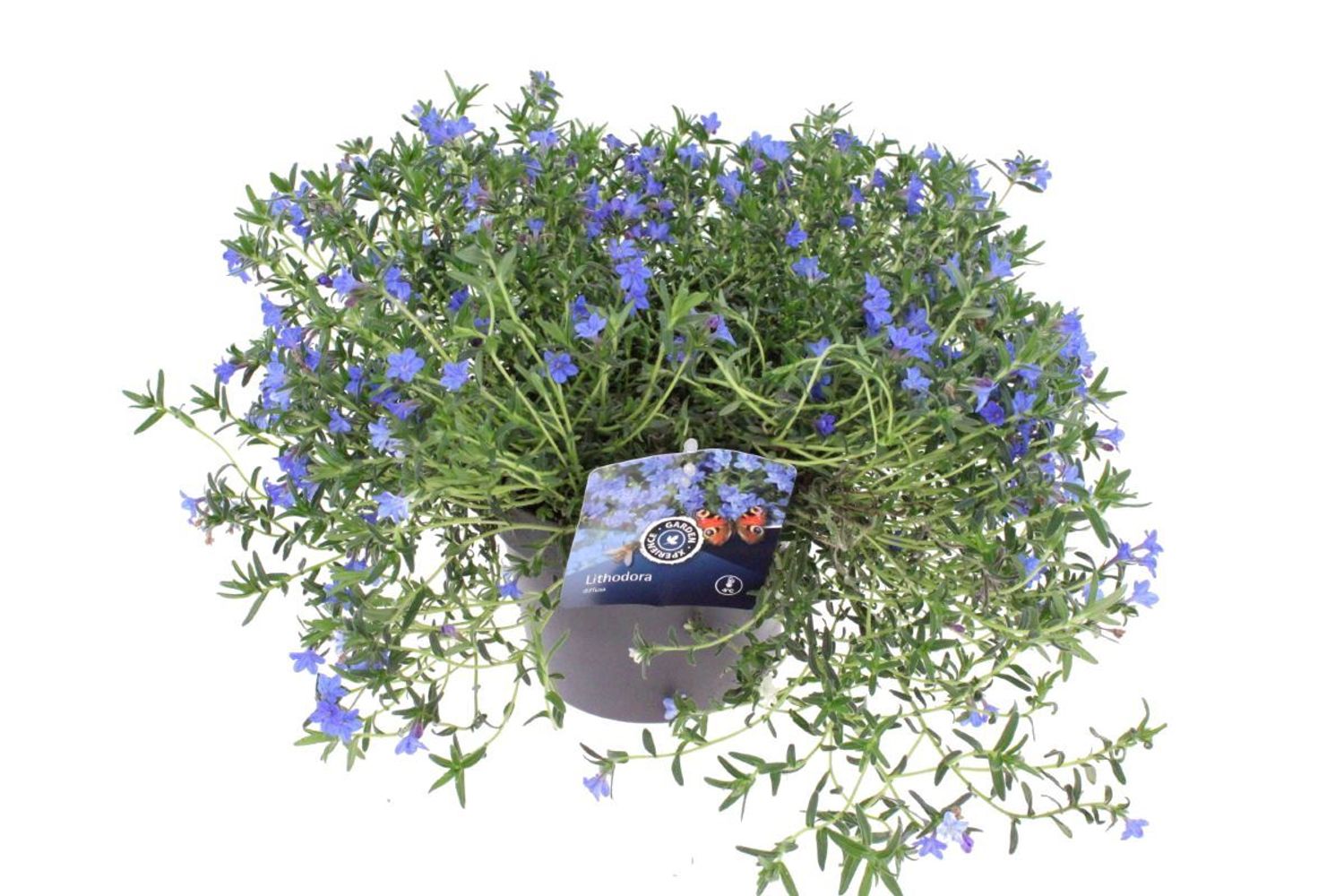 Lithodora diffusa 'Grace Ward' — Plant Wholesale FlorAccess