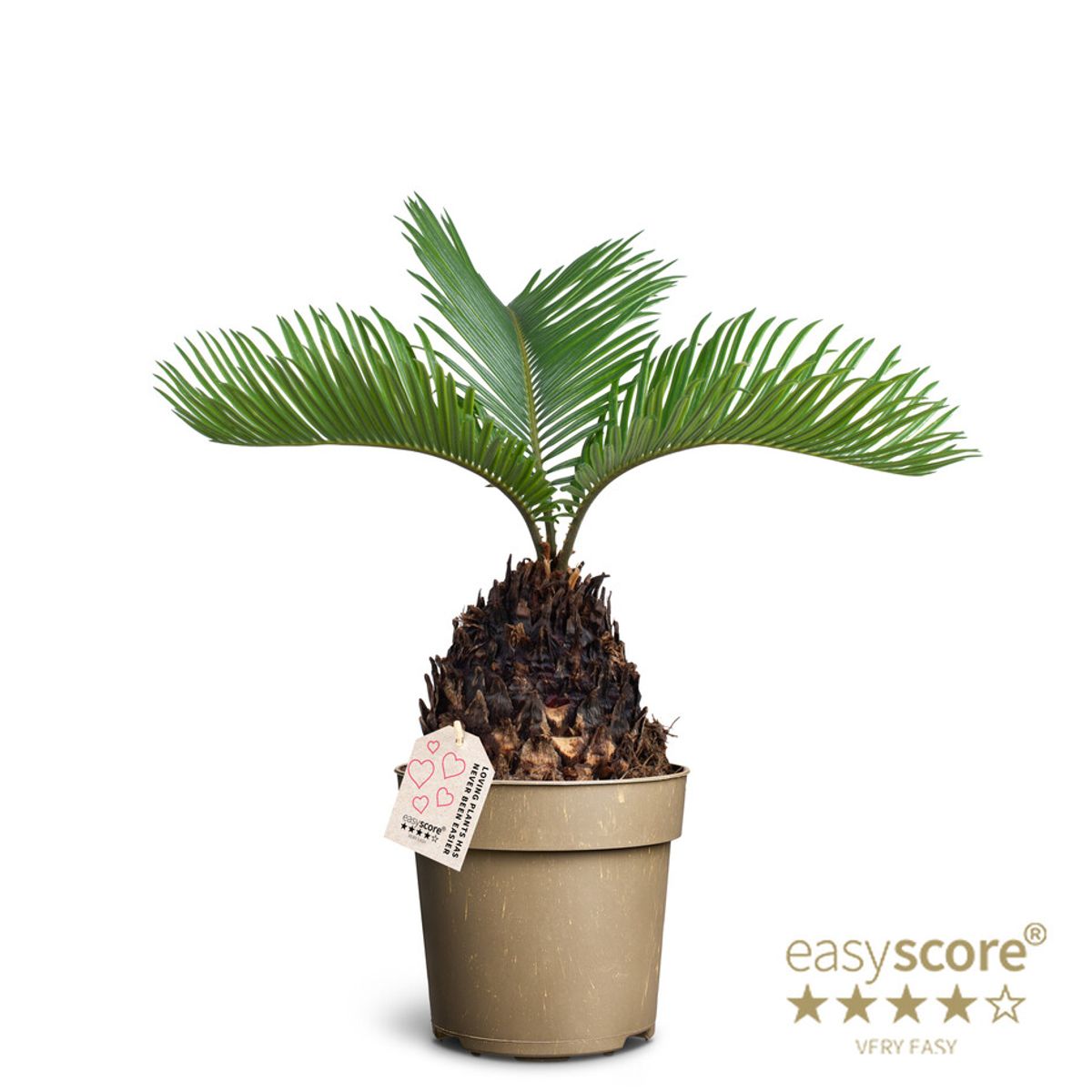 Cycas revoluta — Plant Wholesale FlorAccess
