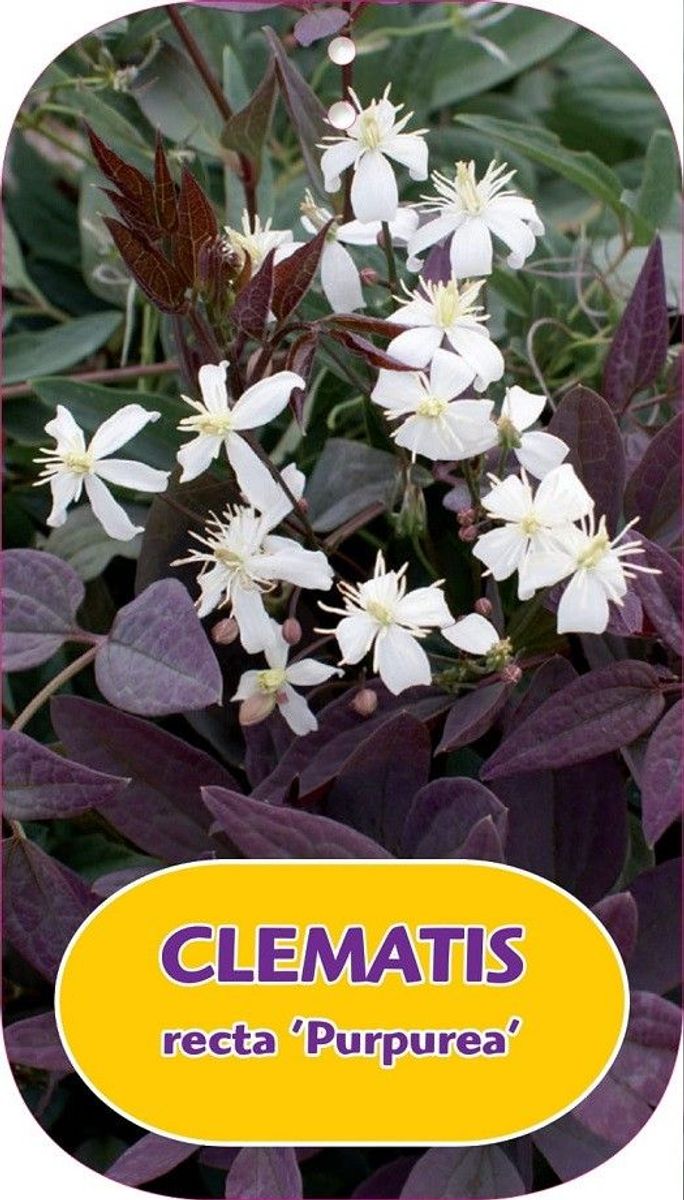 Clematis recta 'Purpurea' — Plant Wholesale FlorAccess