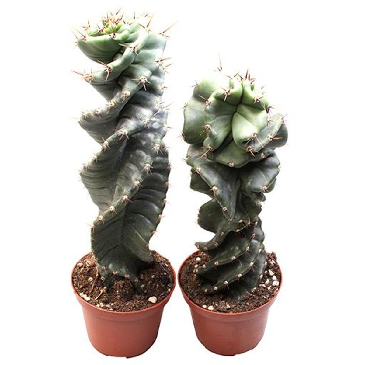 Cereus peruvianus 'Spiralis' — Plant Wholesale FlorAccess