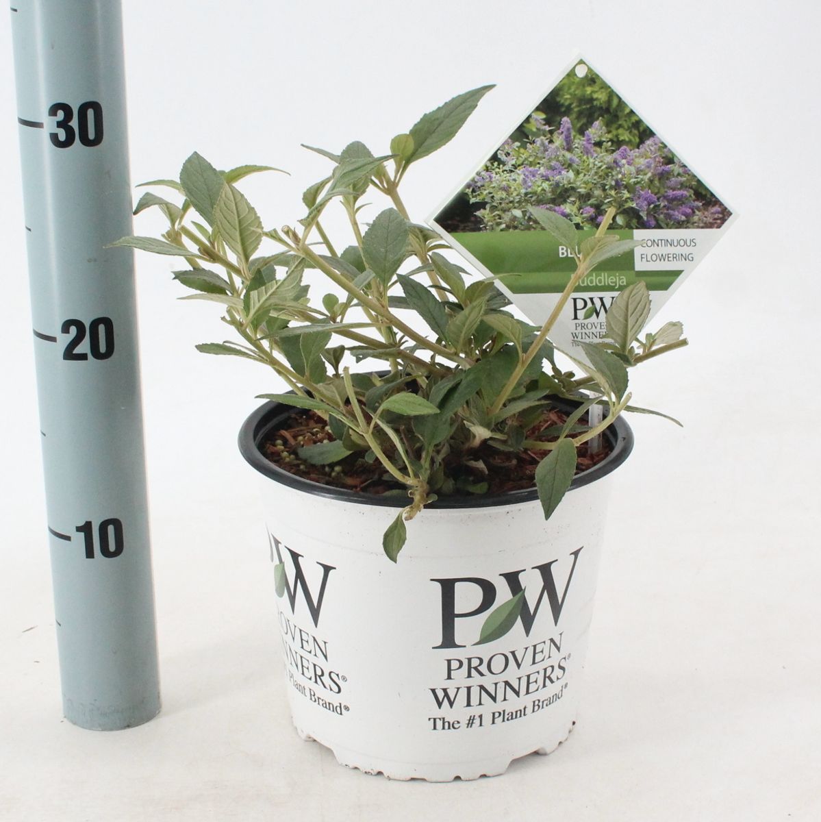 Buddleja 'Blue Chip' — Plant Wholesale FlorAccess