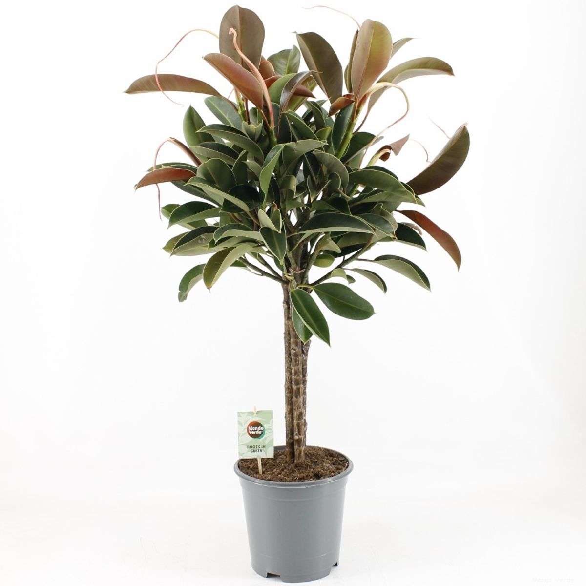 Ficus elastica 'Melany' — Plant Wholesale FlorAccess