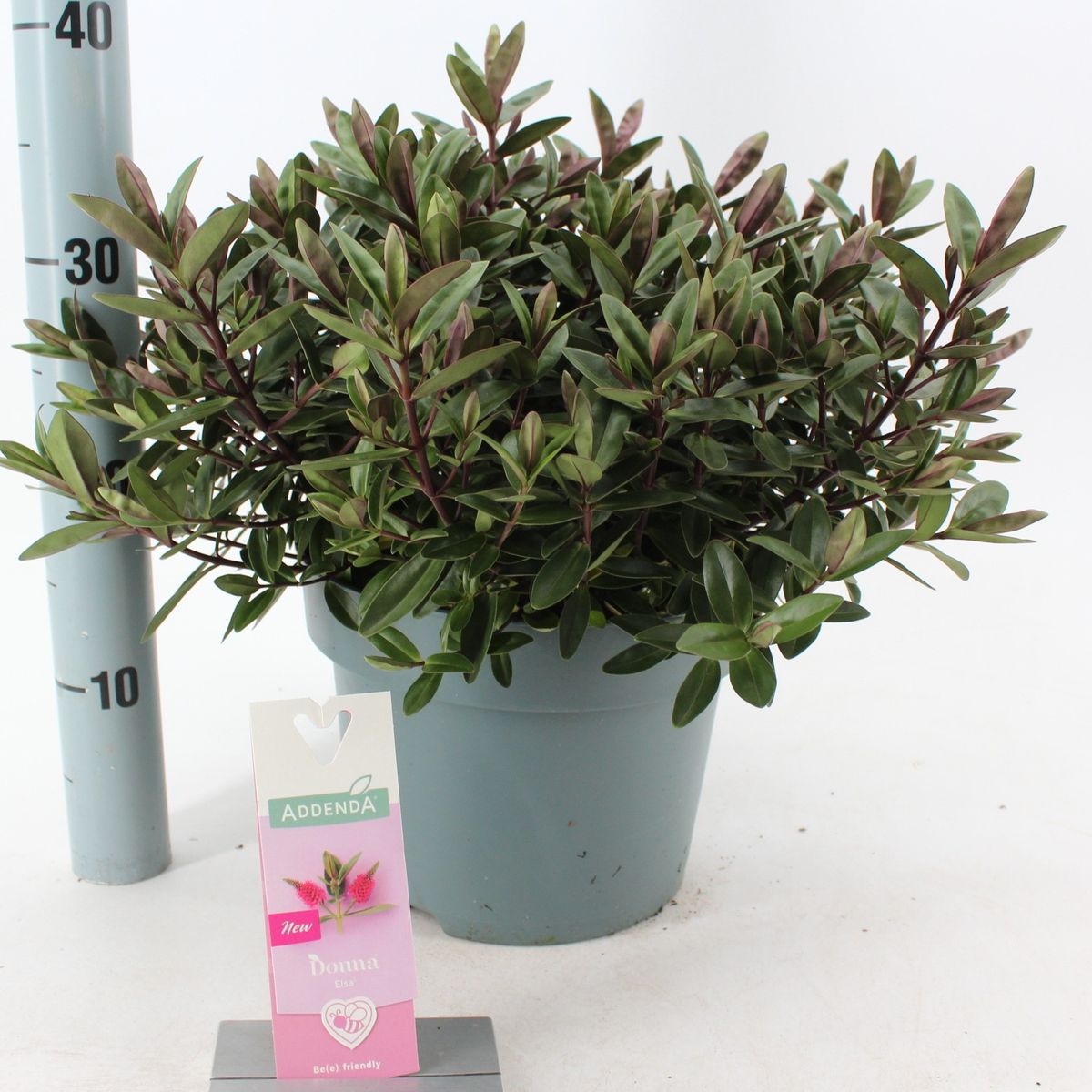 Hebe HEBEDONNA ELSA — Plant Wholesale FlorAccess
