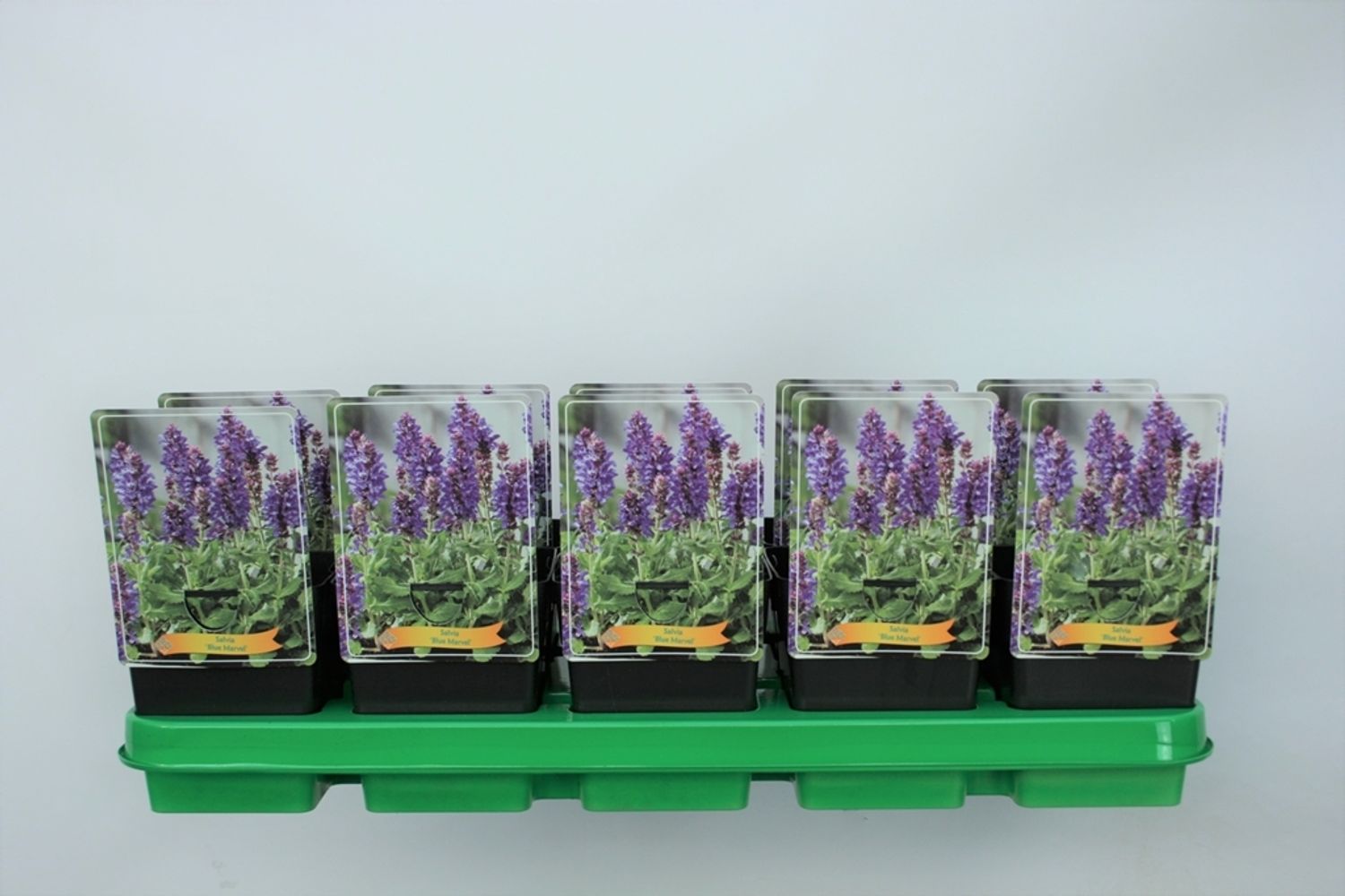 Salvia x sylvestris BLUE MARVEL — Plant Wholesale FlorAccess