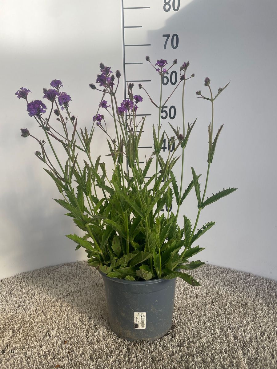 Verbena rigida — Plant Wholesale FlorAccess