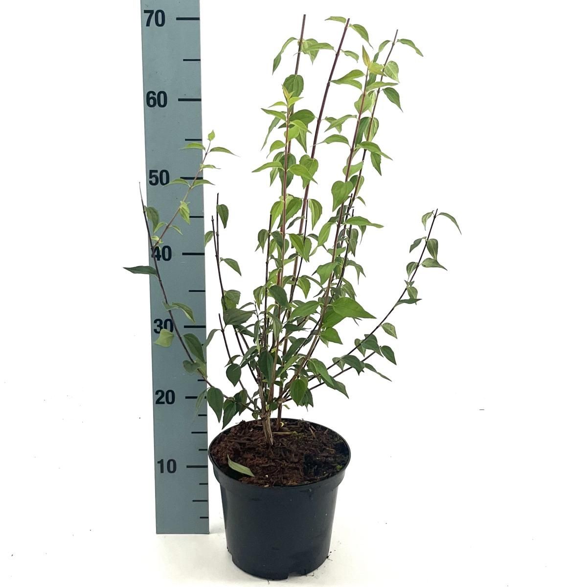 Philadelphus 'Lemoinei' — Plant Wholesale FlorAccess