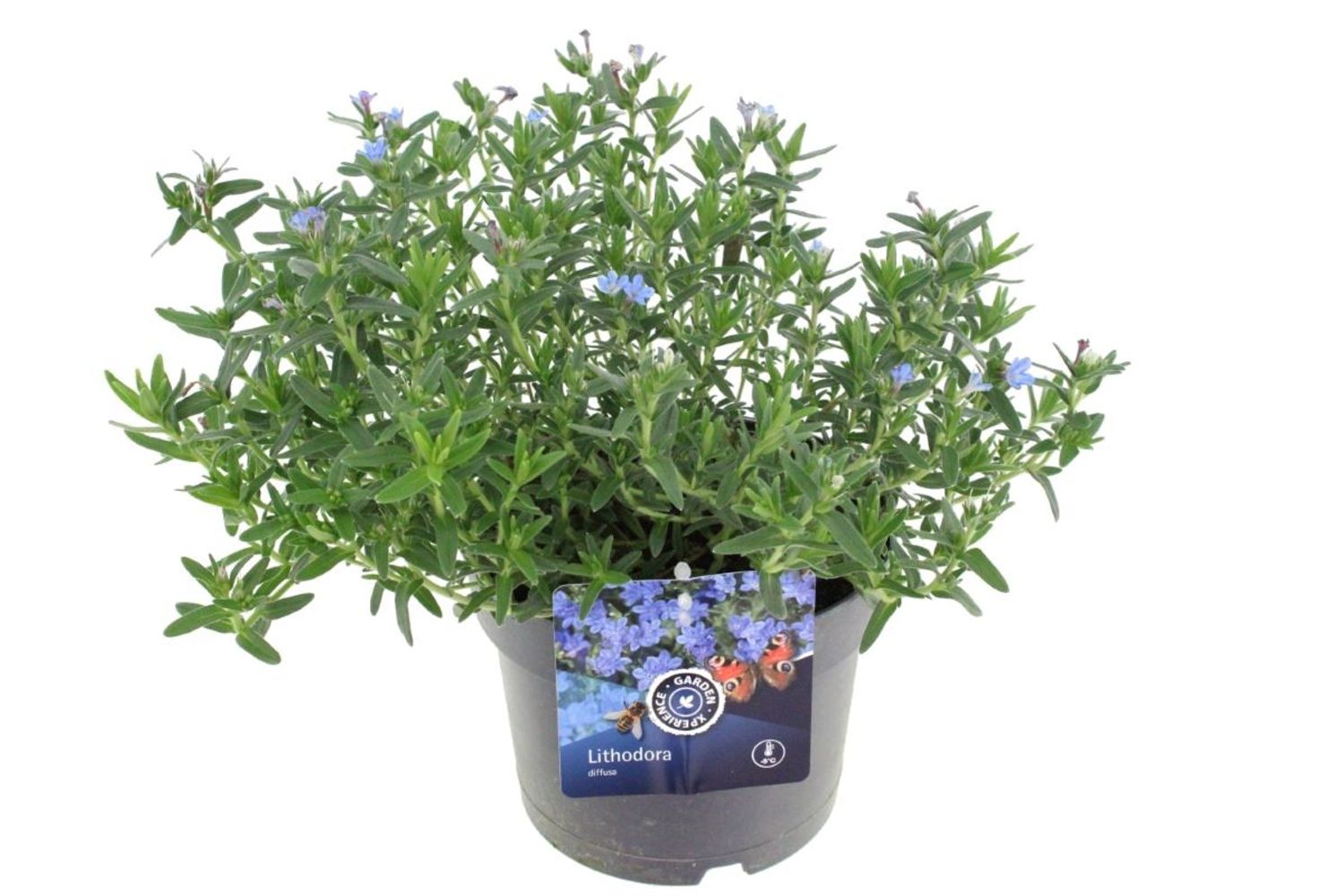 Lithodora diffusa 'Heavenly Blue' — Χονδρικό εμπόριο φυτών FlorAccess