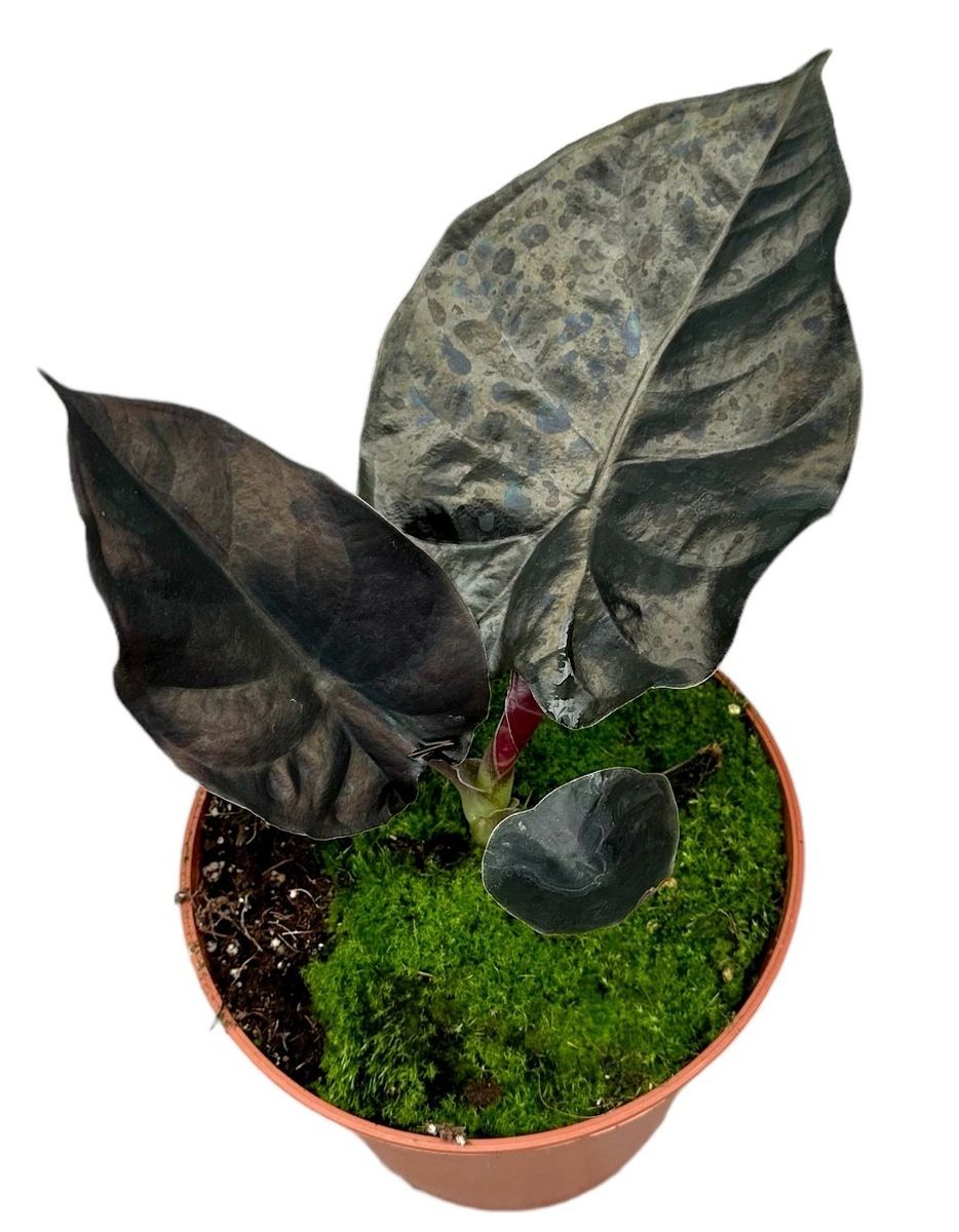 Alocasia infernalis BLACK MAGIC — Plantegrossist FlorAccess