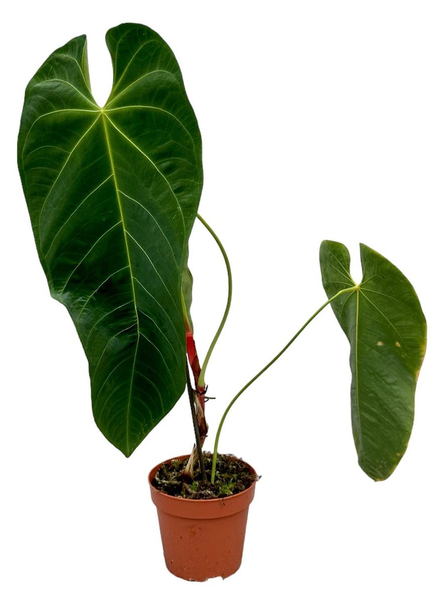 Anthurium queremalense — Toptan Bitki Satışı FlorAccess