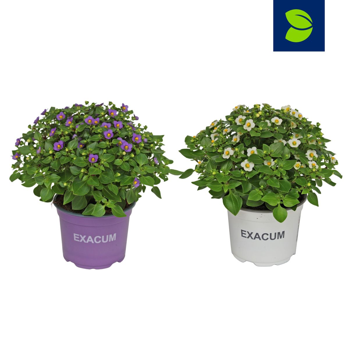 Exacum affine MIX — Plant Wholesale FlorAccess