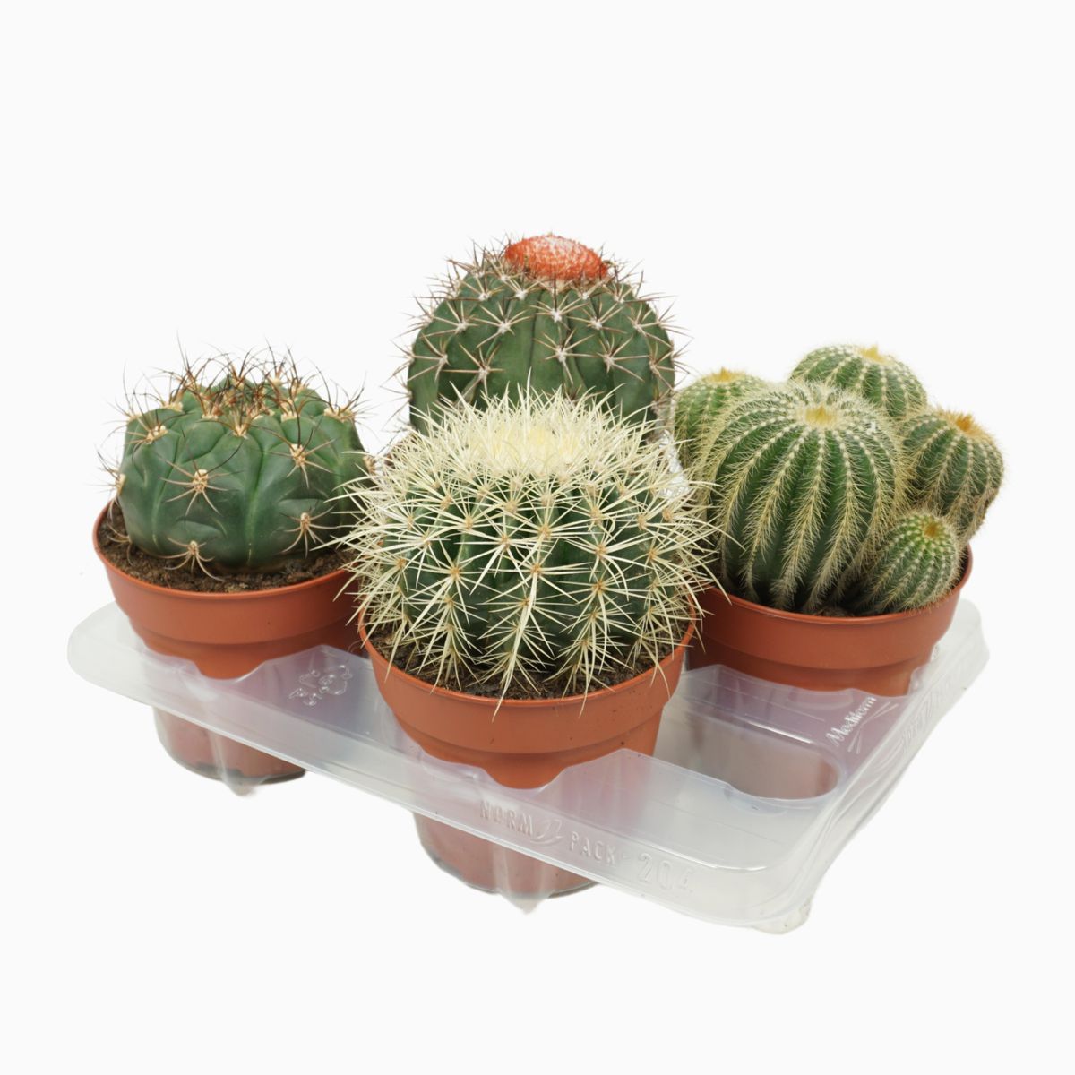 Cactus MIX — Plant Wholesale FlorAccess