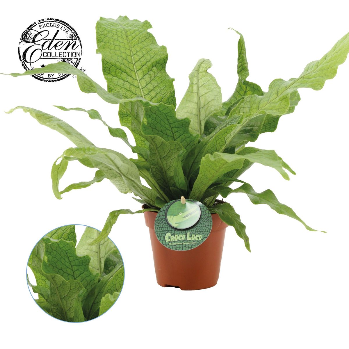 Microsorum musifolium 'Crocodyllus' — Plant Wholesale FlorAccess