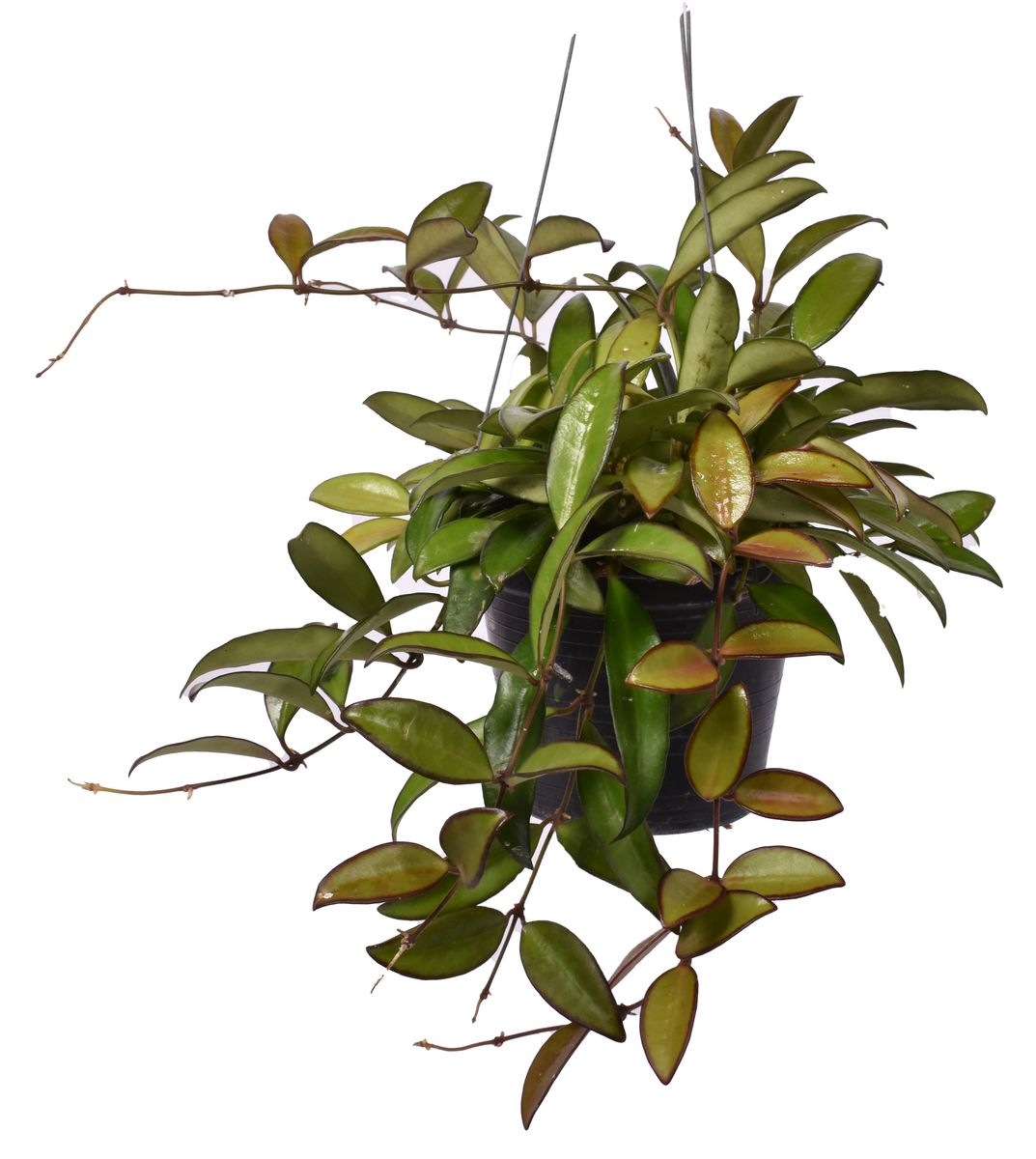 Hoya 'Rosita' — Plant Wholesale FlorAccess