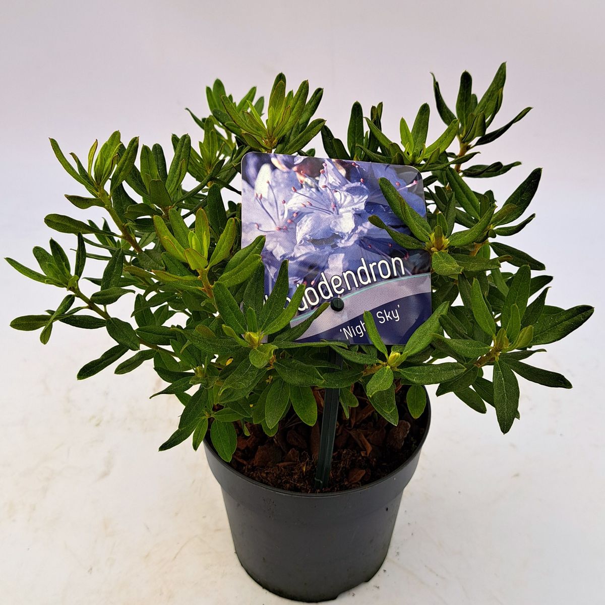 Rhododendron 'Night Sky' — Plant Wholesale FlorAccess