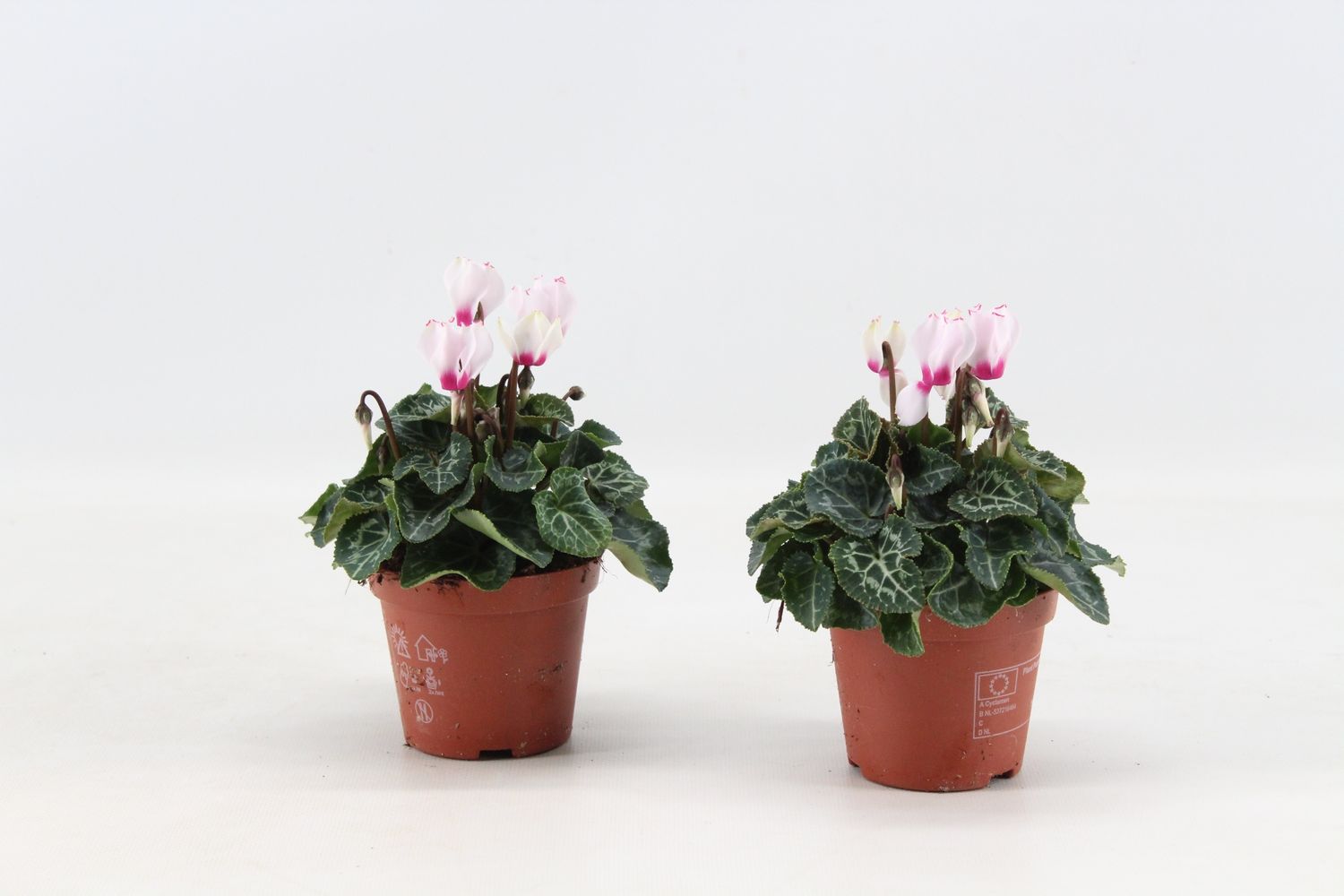 Cyclamen persicum 'Metis Victoria' — Plant Wholesale FlorAccess