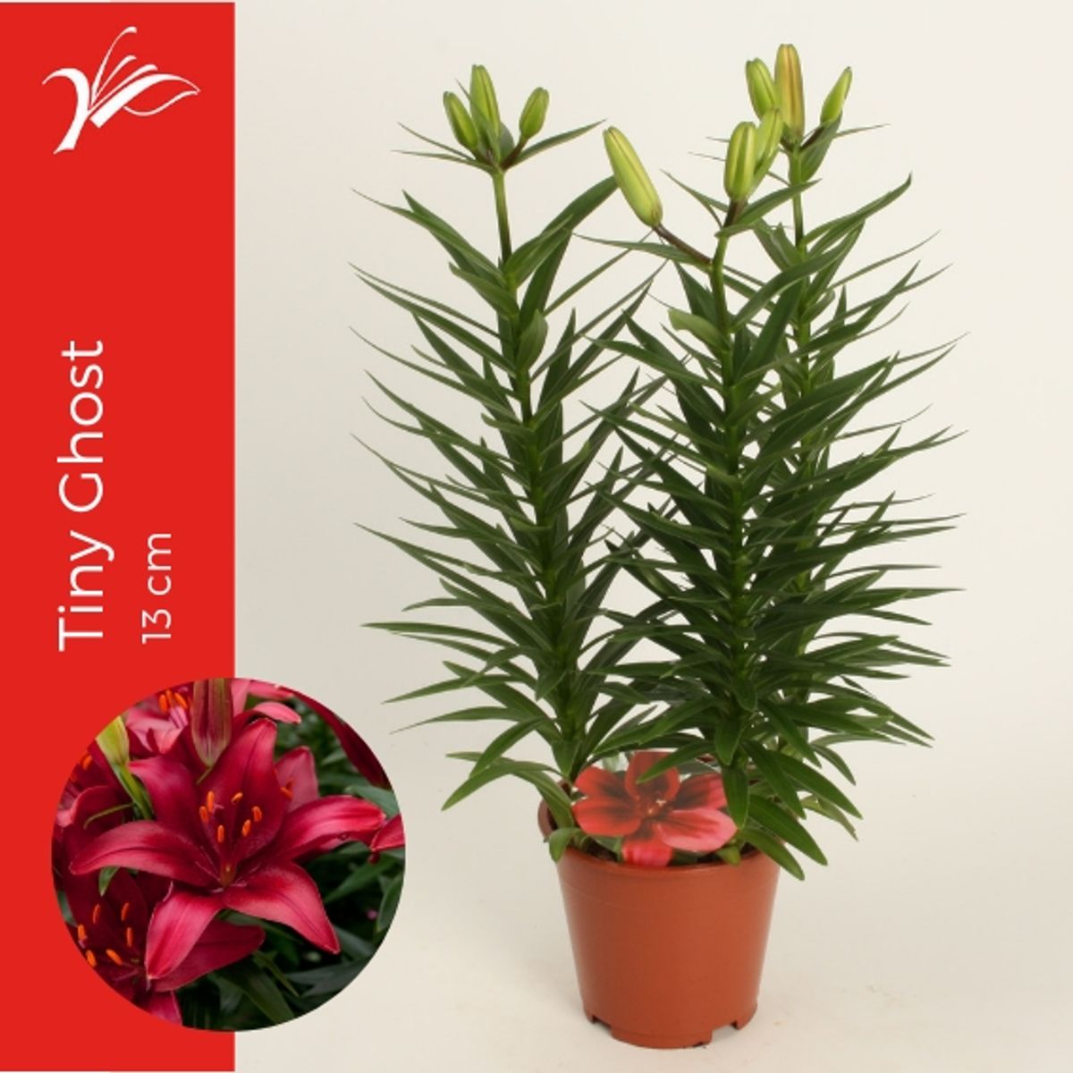 Lilium 'Tiny Ghost' — Plant Wholesale FlorAccess