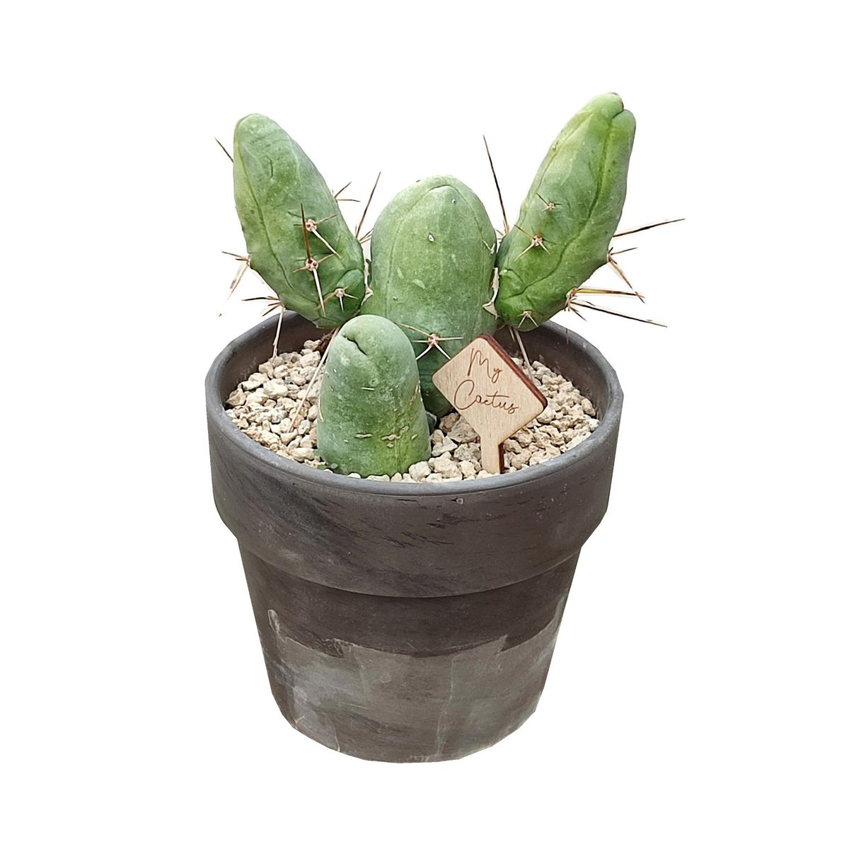 Trichocereus bridgesii monstruosus — Plant Wholesale FlorAccess