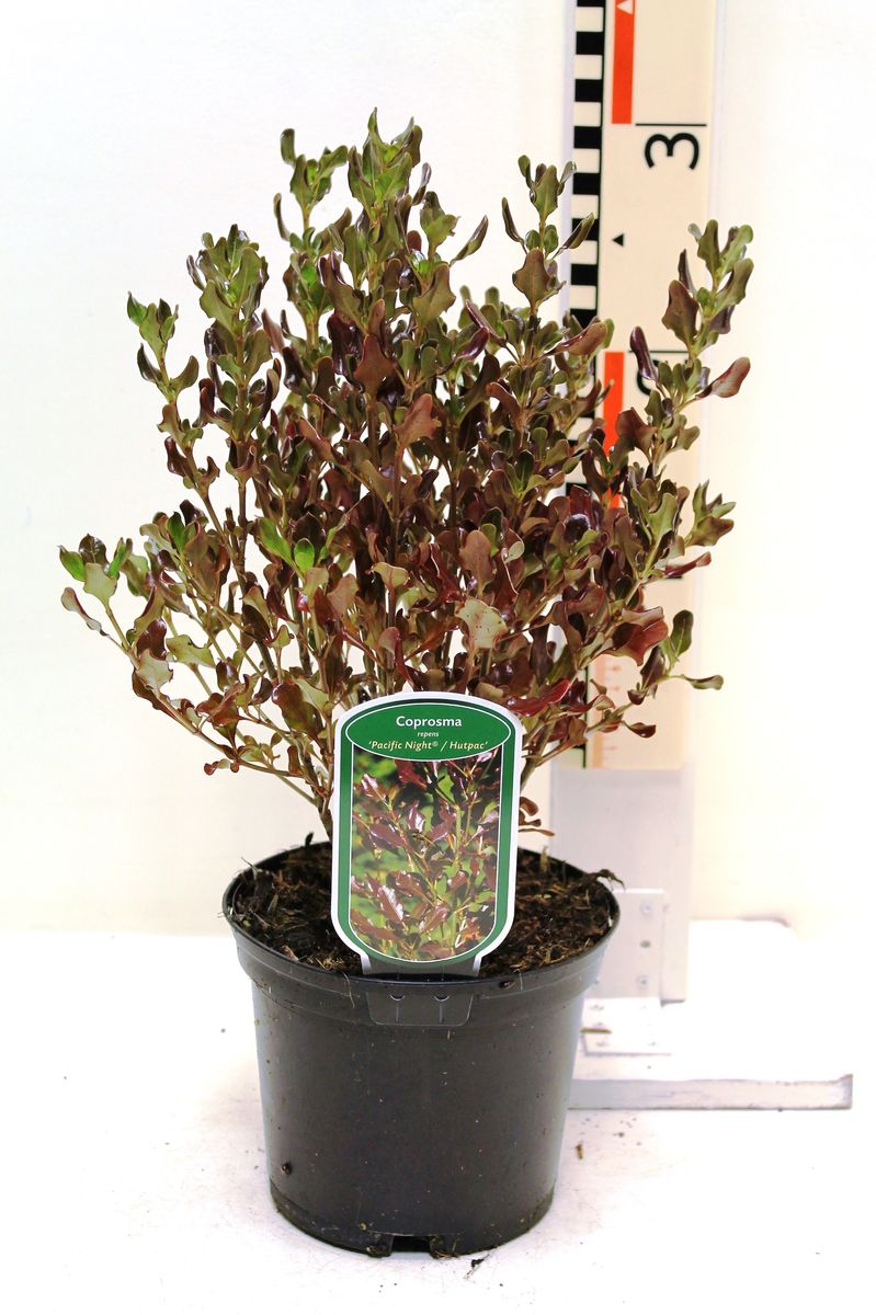 Coprosma repens PACIFIC NIGHT — Plant Wholesale FlorAccess