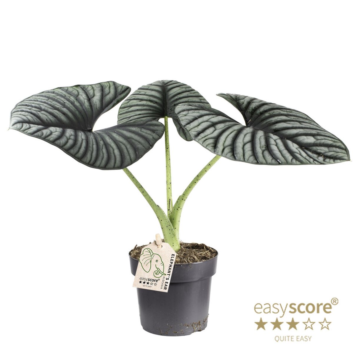 Alocasia nebula — Plant Wholesale FlorAccess