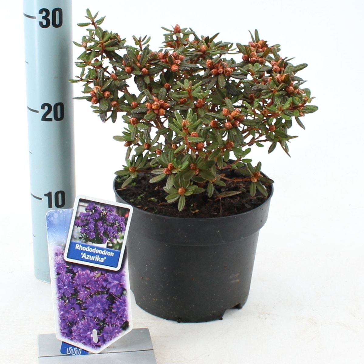 Rhododendron 'Azurika' — Plant Wholesale FlorAccess