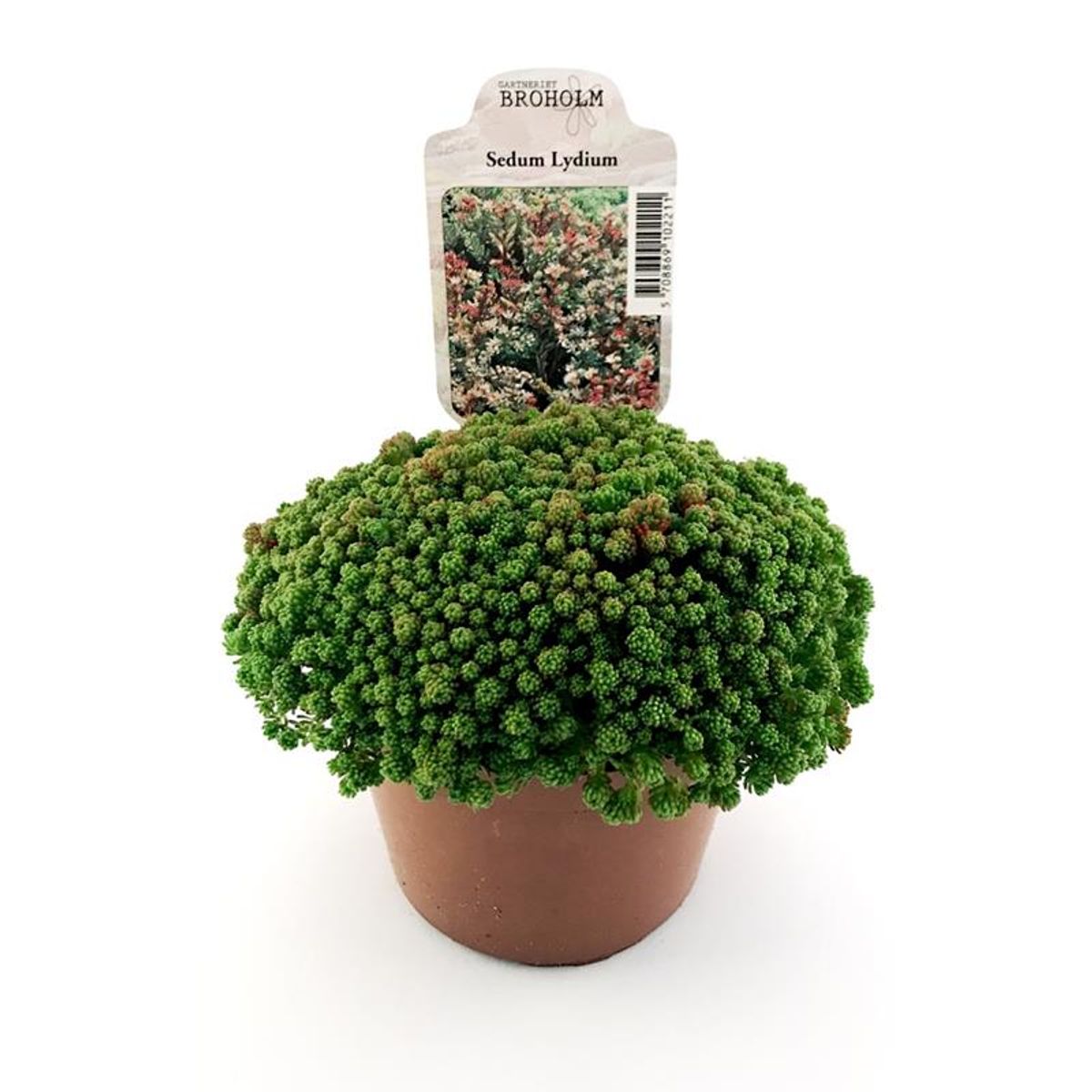 Sedum lydium — Plant Wholesale FlorAccess